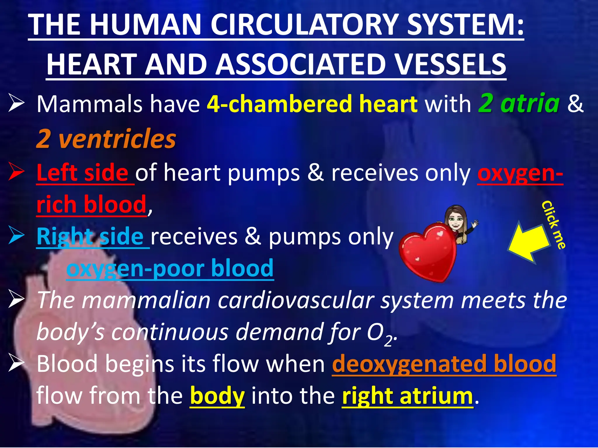 Lecture_Unit1_ Transport systems in Animals complete.pptx