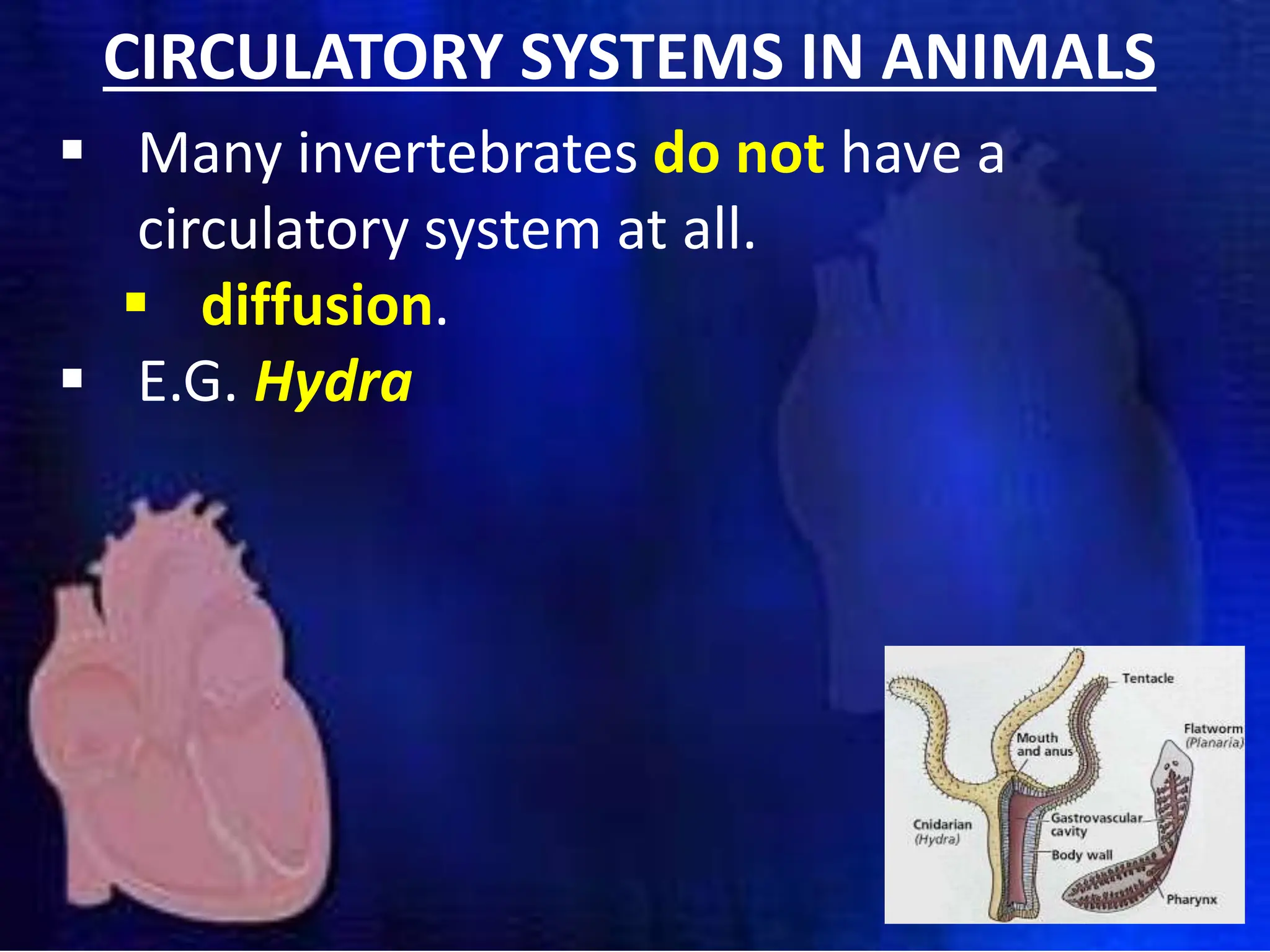 Lecture_Unit1_ Transport systems in Animals complete.pptx