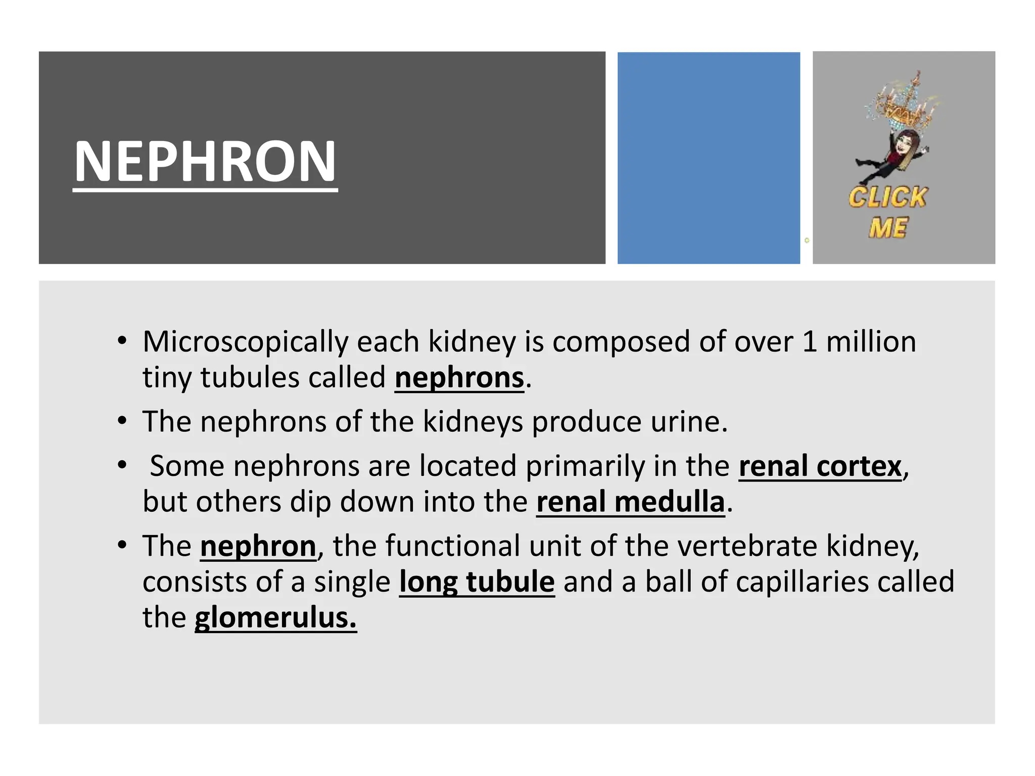 Lecture_Unit 2_Excretion and Osmoregulation Complete.pptx