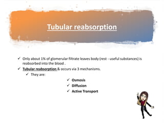 Lecture_Unit 2_Excretion and Osmoregulation Complete.pptx