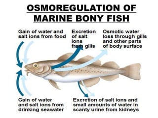 Lecture_Unit 2_Excretion and Osmoregulation Complete.pptx