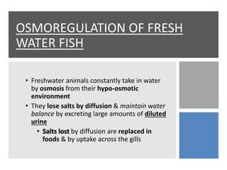 Lecture_Unit 2_Excretion and Osmoregulation Complete.pptx
