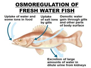 Lecture_Unit 2_Excretion and Osmoregulation Complete.pptx