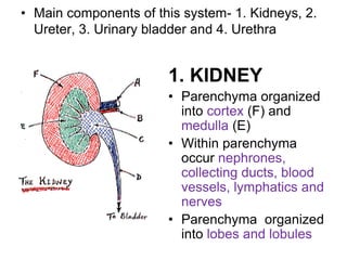 LECTURE URINARY SYSTEM HISTOLOGY kidneys ,ureters | PDF