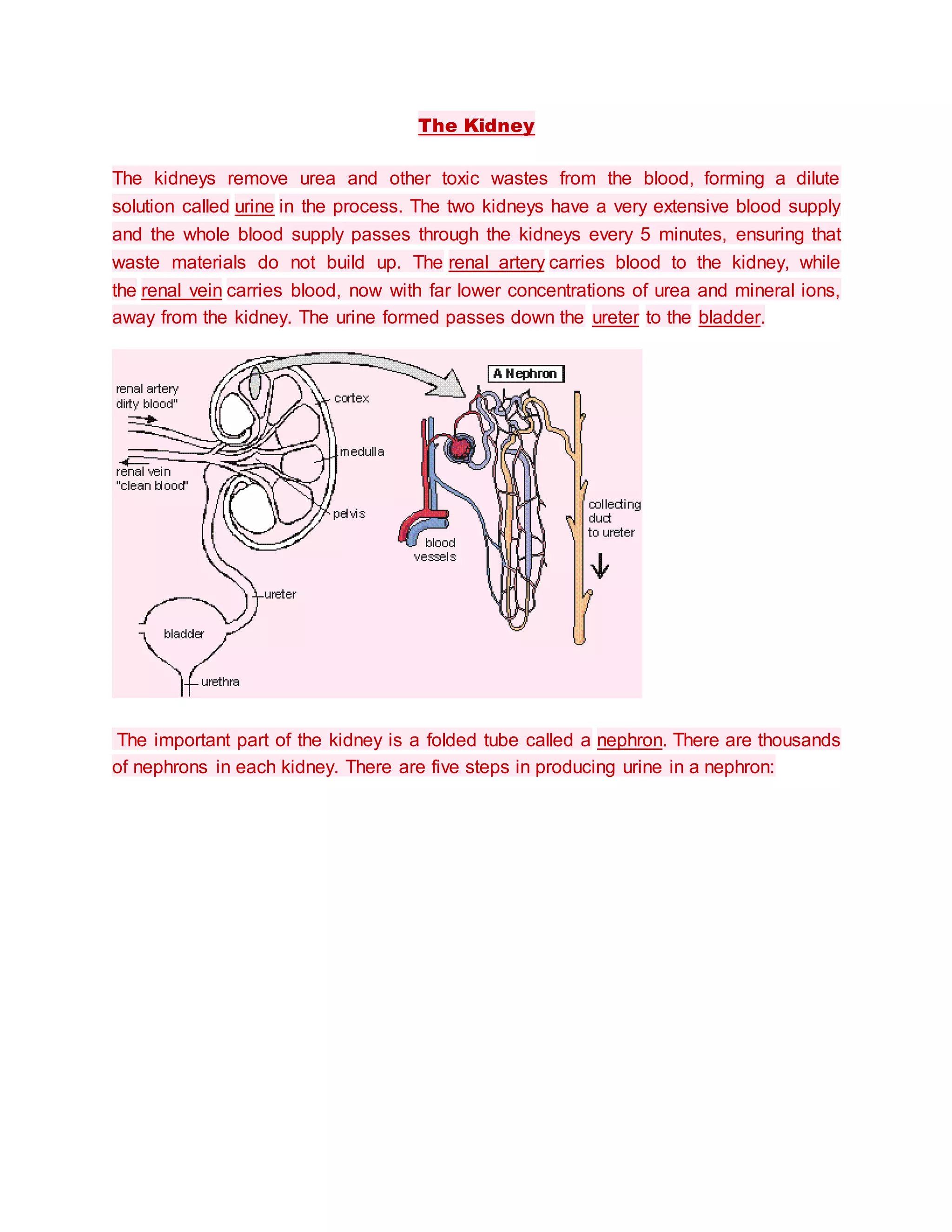 Cape biology unit 2-_the_kidney_and_osmoregulation | DOCX