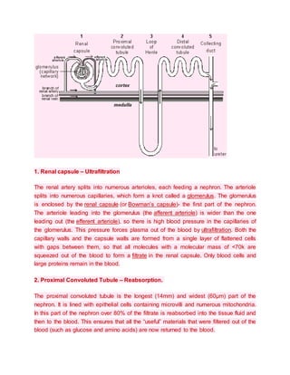 Cape biology unit 2-_the_kidney_and_osmoregulation | DOCX