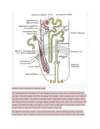 Cape biology unit 2-_the_kidney_and_osmoregulation | DOCX