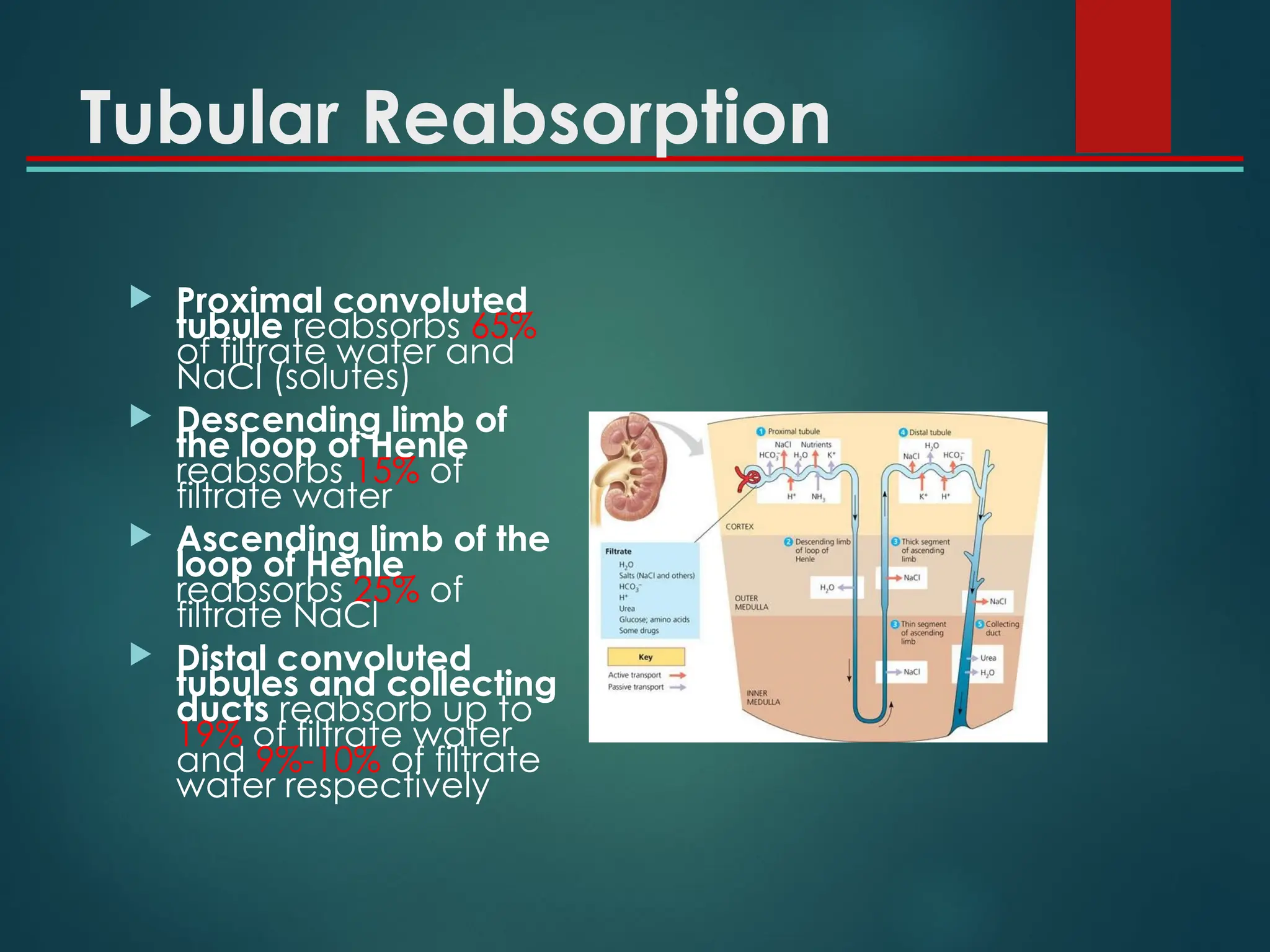 Lecture of -Urinary-System anatomy-Ppt.ppt