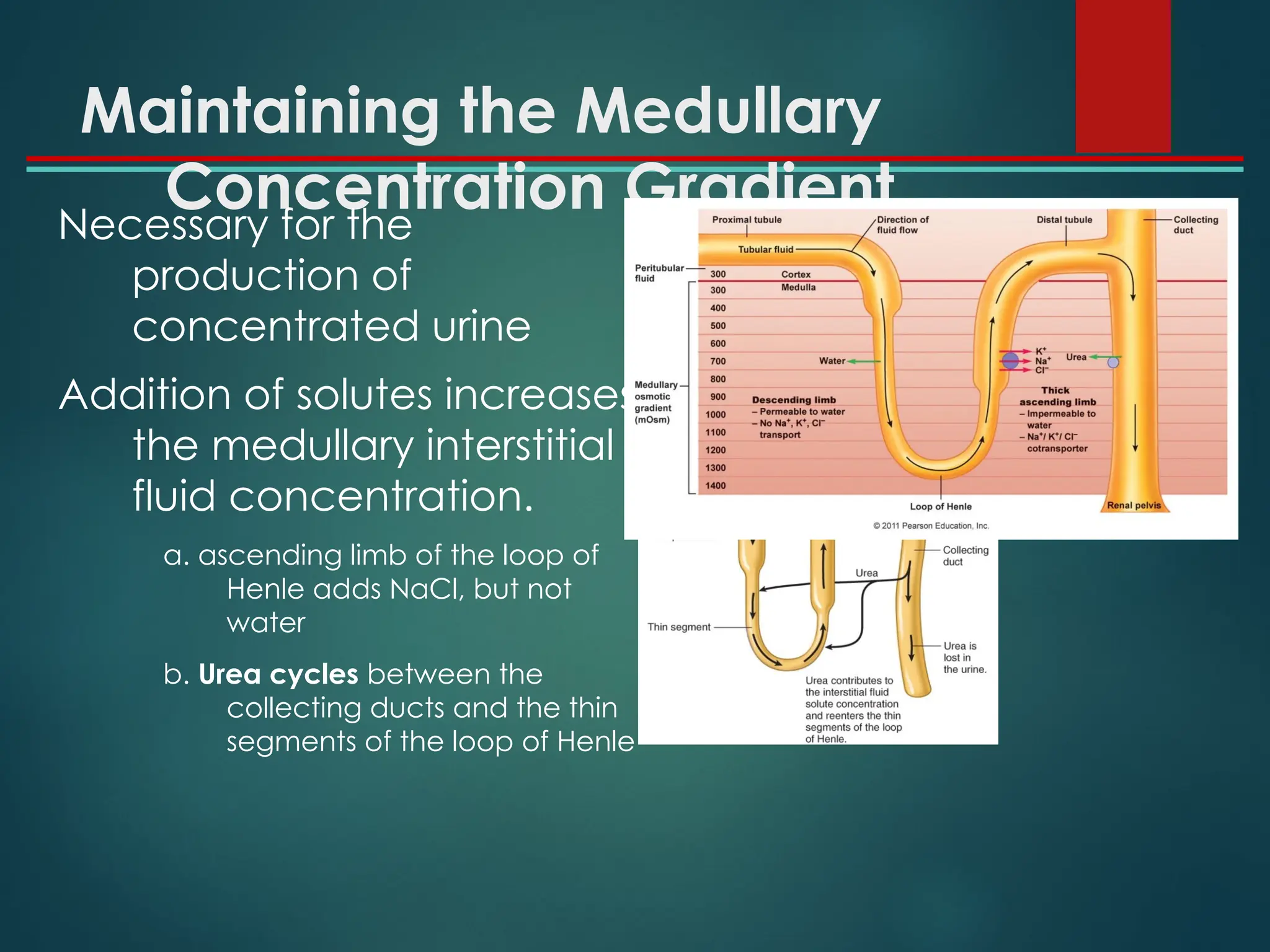 Lecture of -Urinary-System anatomy-Ppt.ppt
