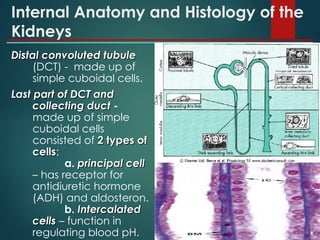 Lecture of -Urinary-System anatomy-Ppt.ppt