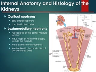 Lecture of -Urinary-System anatomy-Ppt.ppt