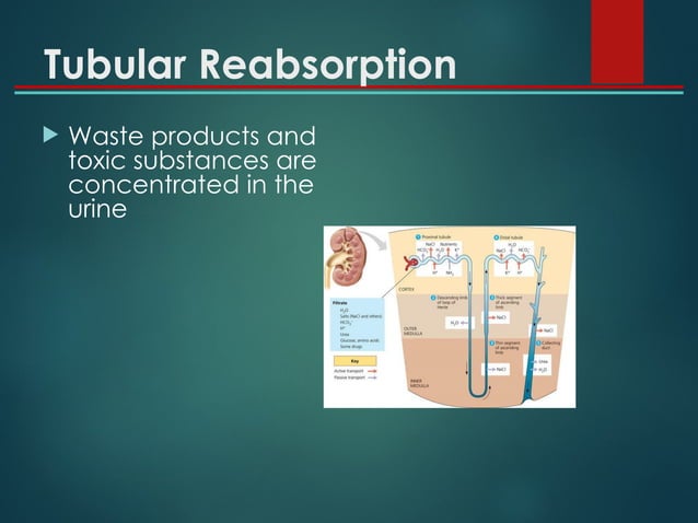 Lecture of -Urinary-System anatomy-Ppt.ppt