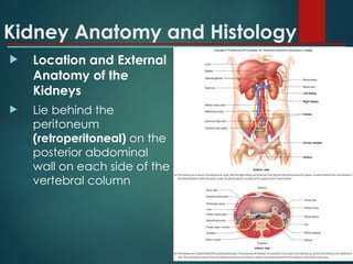 Lecture of -Urinary-System anatomy-Ppt.ppt