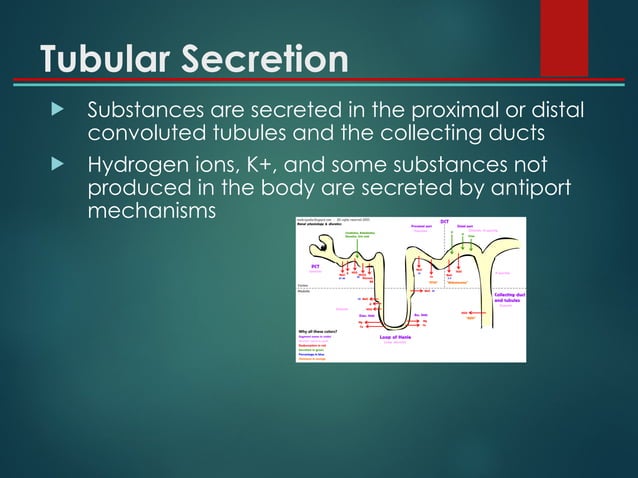Lecture of -Urinary-System anatomy-Ppt.ppt