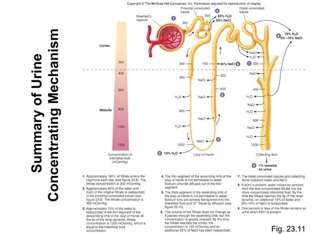 Lecture of -Urinary-System anatomy-Ppt.ppt
