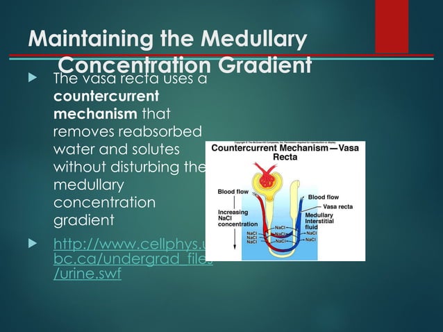 Lecture of -Urinary-System anatomy-Ppt.ppt