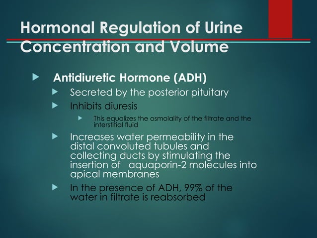 Lecture of -Urinary-System anatomy-Ppt.ppt