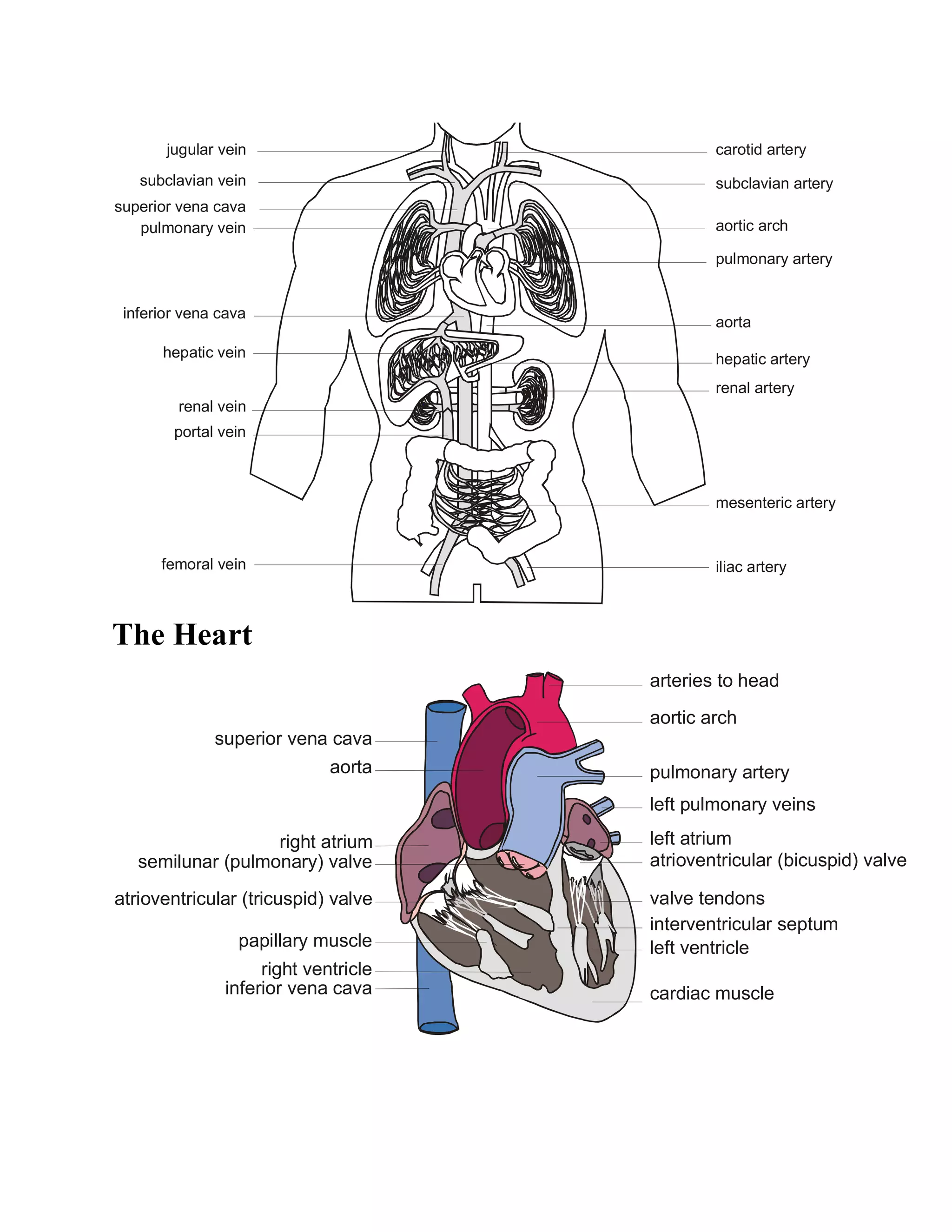 Cape biology unit 2 -_circulatory_system_in_humans_and_exercise | DOCX