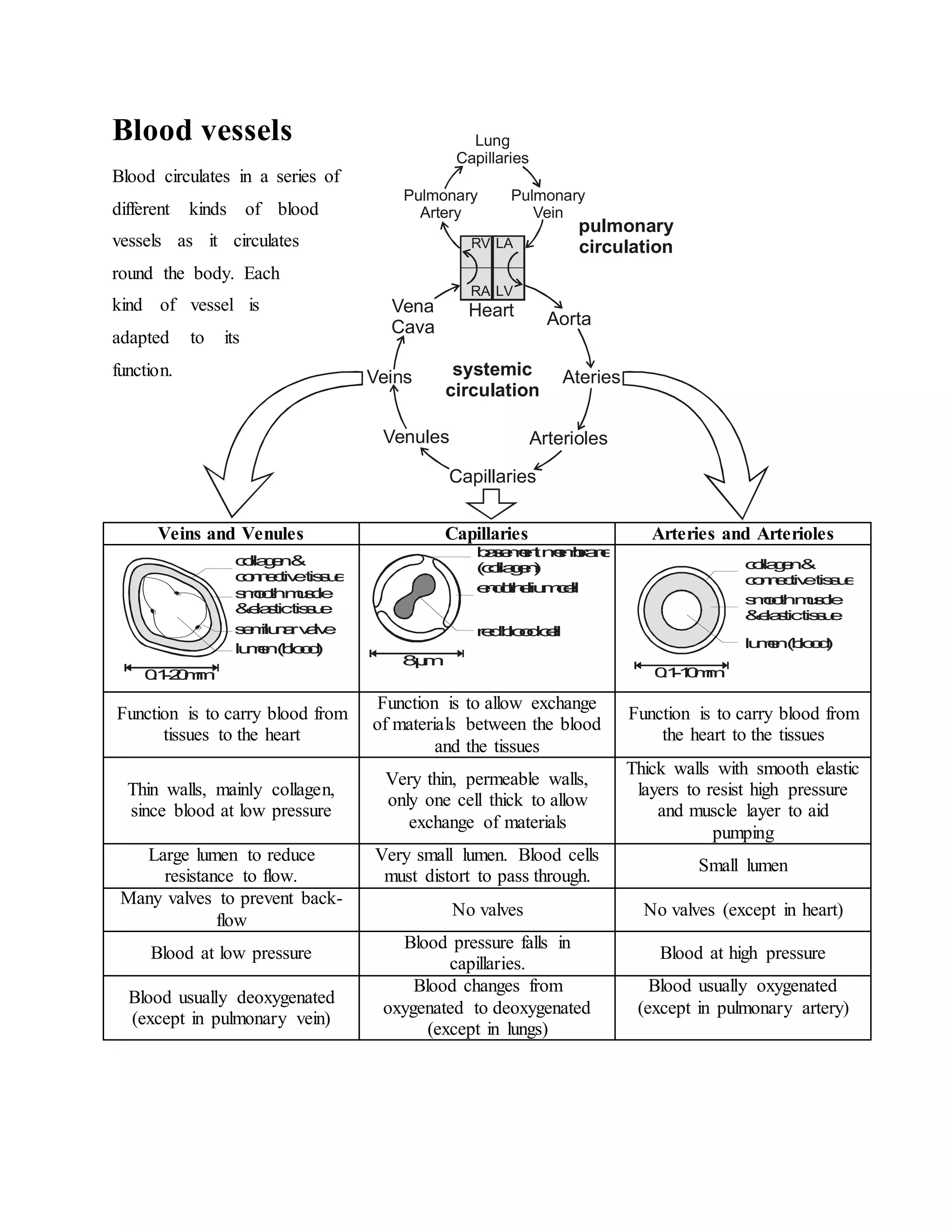 Cape biology unit 2 -_circulatory_system_in_humans_and_exercise | DOCX