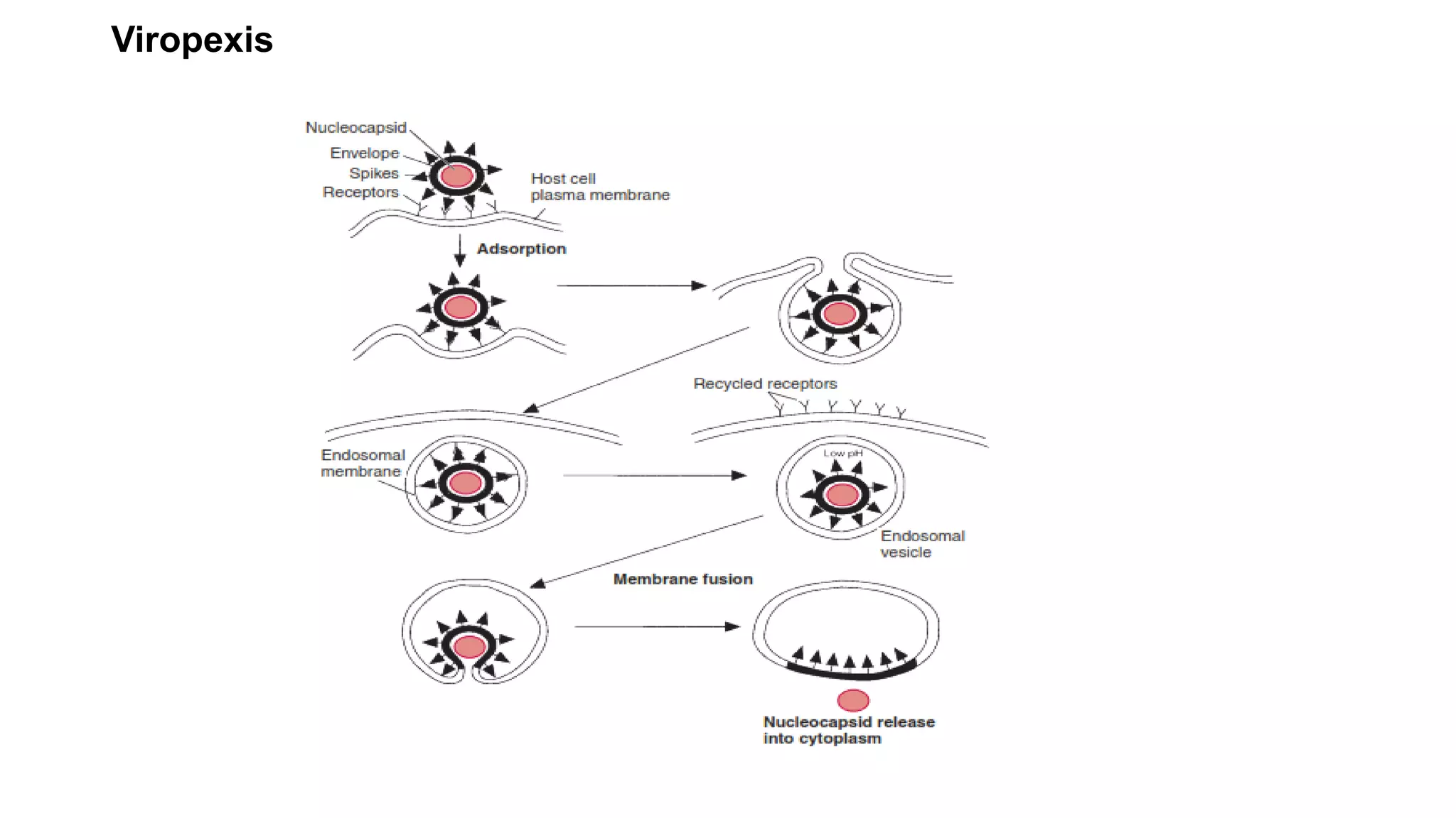 Viral Pathogenesis. | PDF
