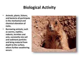 Burrowing Animals Weathering