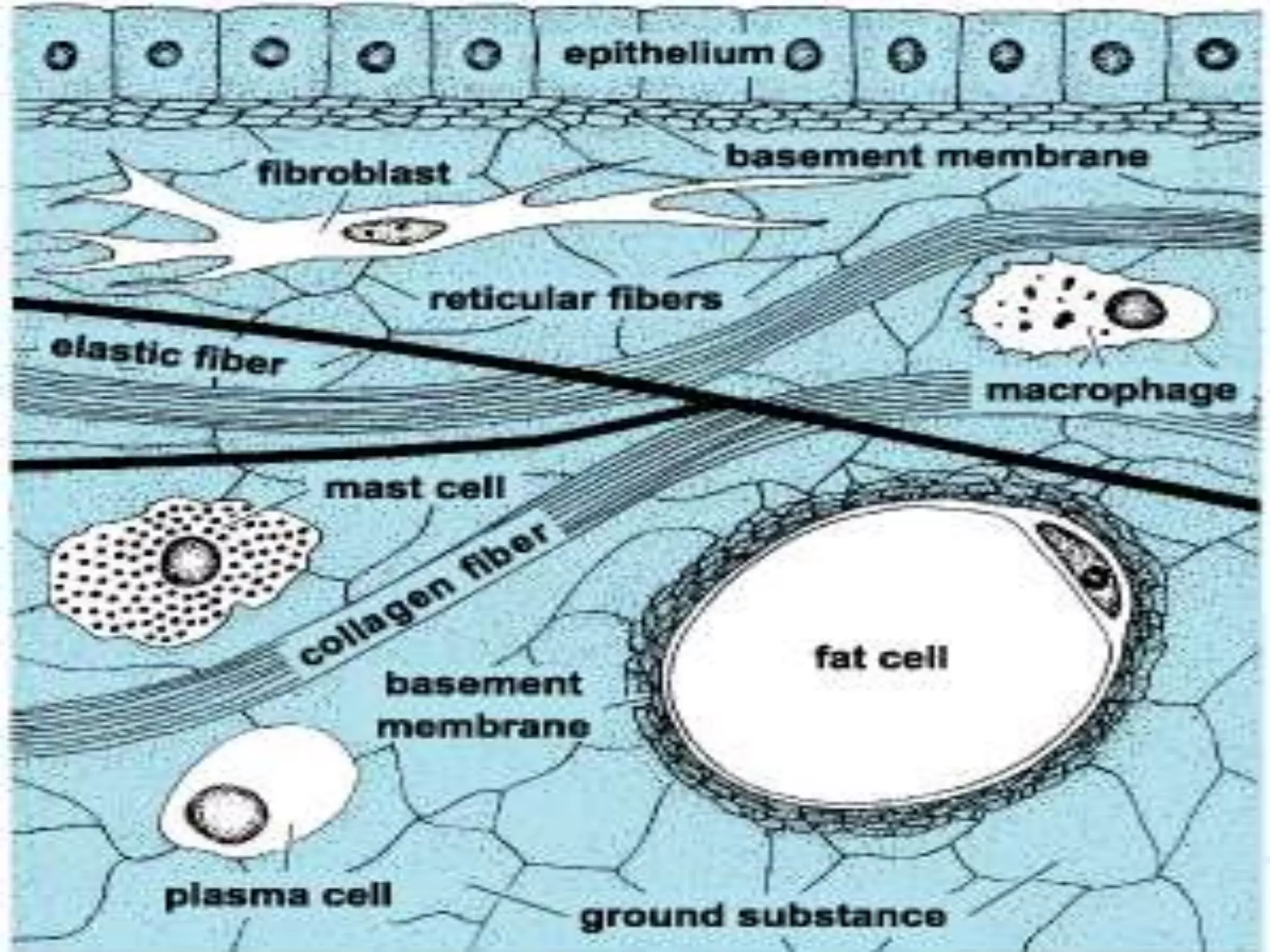 Lecture: surgical wound healing | PPTX