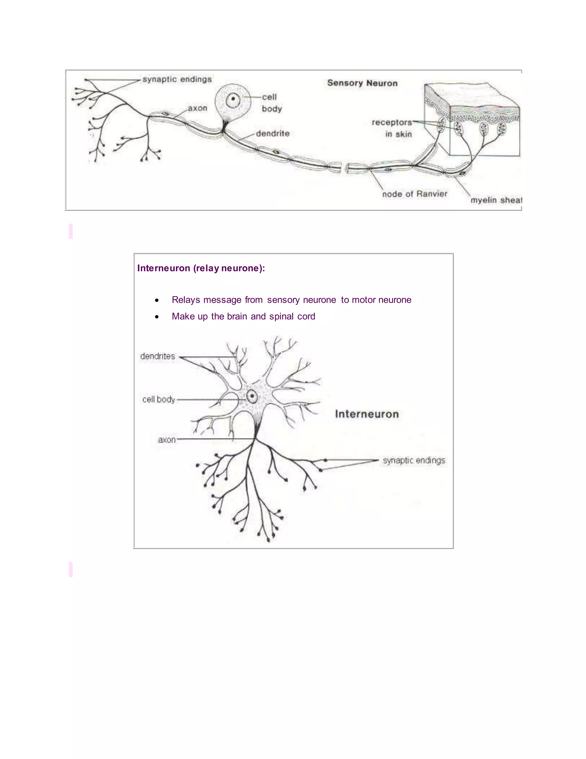 cape biology unit 2-_fundamentals_of_the_nervous_system | DOCX