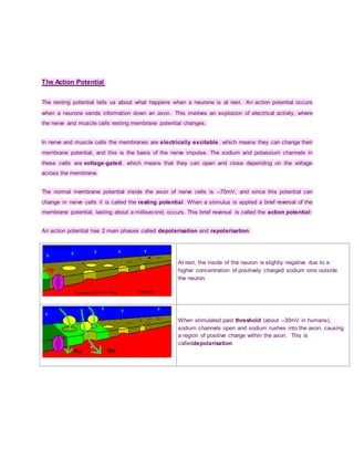 cape biology unit 2-_fundamentals_of_the_nervous_system | DOCX