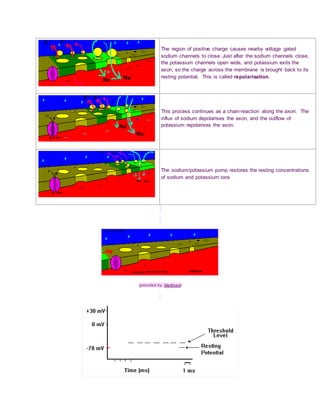 cape biology unit 2-_fundamentals_of_the_nervous_system | DOCX