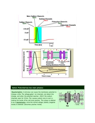 cape biology unit 2-_fundamentals_of_the_nervous_system | DOCX