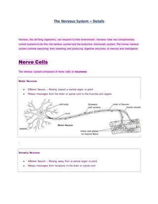 cape biology unit 2-_fundamentals_of_the_nervous_system | DOCX