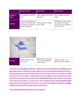 cape biology unit 2-_fundamentals_of_the_nervous_system | DOCX