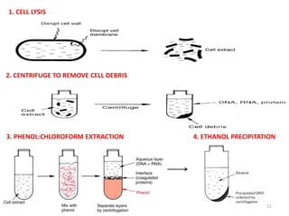 Lectut btn-202-ppt-l12. isolation and purification of total cellular ...
