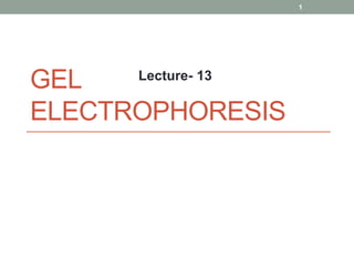 Lectut btn-202-ppt-l13. gel electrophoresis | PPT