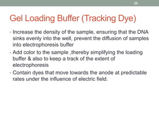Lectut btn-202-ppt-l13. gel electrophoresis | PPT