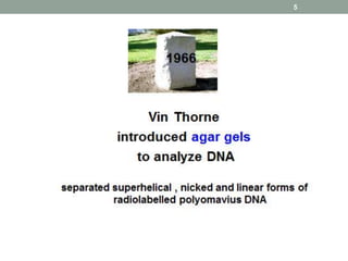 Lectut btn-202-ppt-l13. gel electrophoresis | PPT