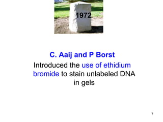 Lectut btn-202-ppt-l13. gel electrophoresis | PPT
