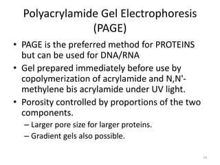 Lectut btn-202-ppt-l14. types of gel electrophoresis | PPTX | Chemistry ...