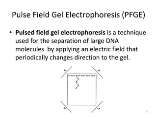 Lectut btn-202-ppt-l14. types of gel electrophoresis | PPTX | Chemistry ...