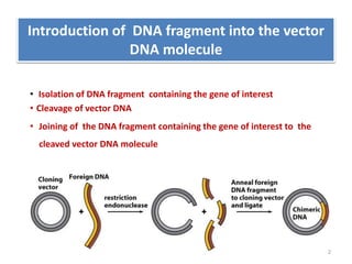 Lectut btn-202-ppt-l19. construction of dna libraries | PPTX | Biotech ...