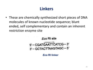 Lectut btn-202-ppt-l19. construction of dna libraries | PPTX | Biotech ...