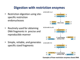 Lectut btn-202-ppt-l19. construction of dna libraries | PPTX | Biotech ...