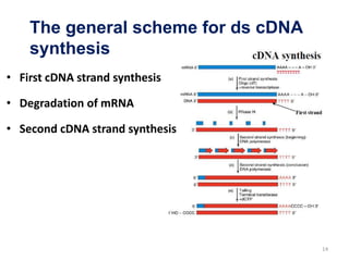 Lectut btn-202-ppt-l20. genomic and c dna libraries | PPT