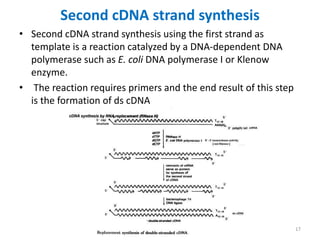 Lectut btn-202-ppt-l20. genomic and c dna libraries | PPT