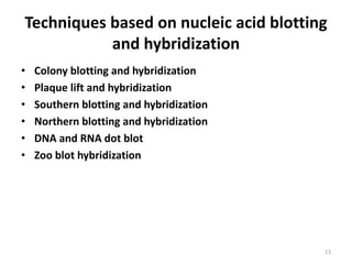 Lectut btn-202-ppt-l22. hybridization procedures | PPTX