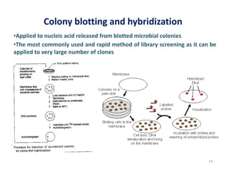 Lectut btn-202-ppt-l22. hybridization procedures | PPTX