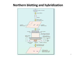 Lectut btn-202-ppt-l22. hybridization procedures | PPTX