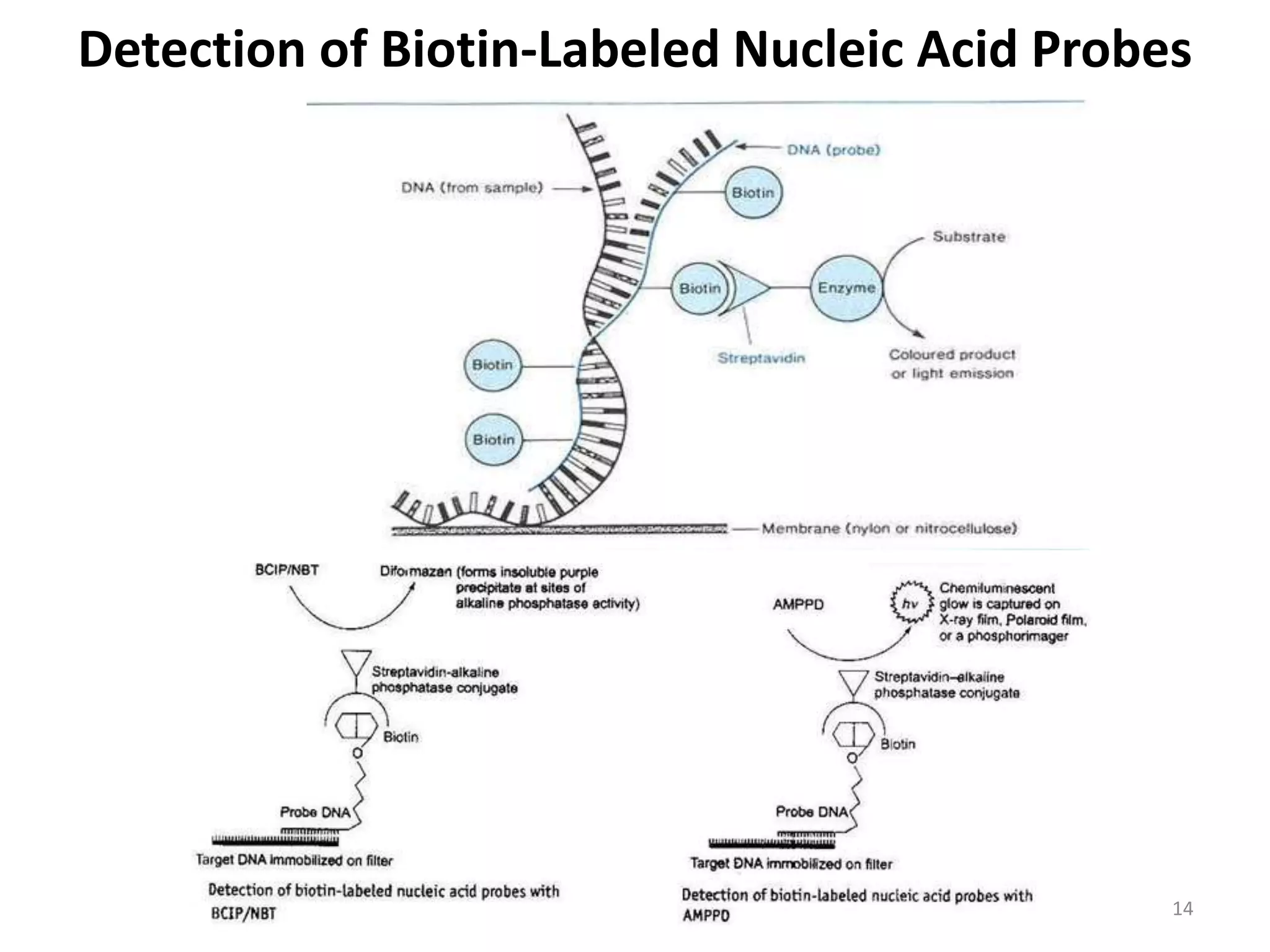 Lectut btn-202-ppt-l23. labeling techniques for nucleic acids | PPTX