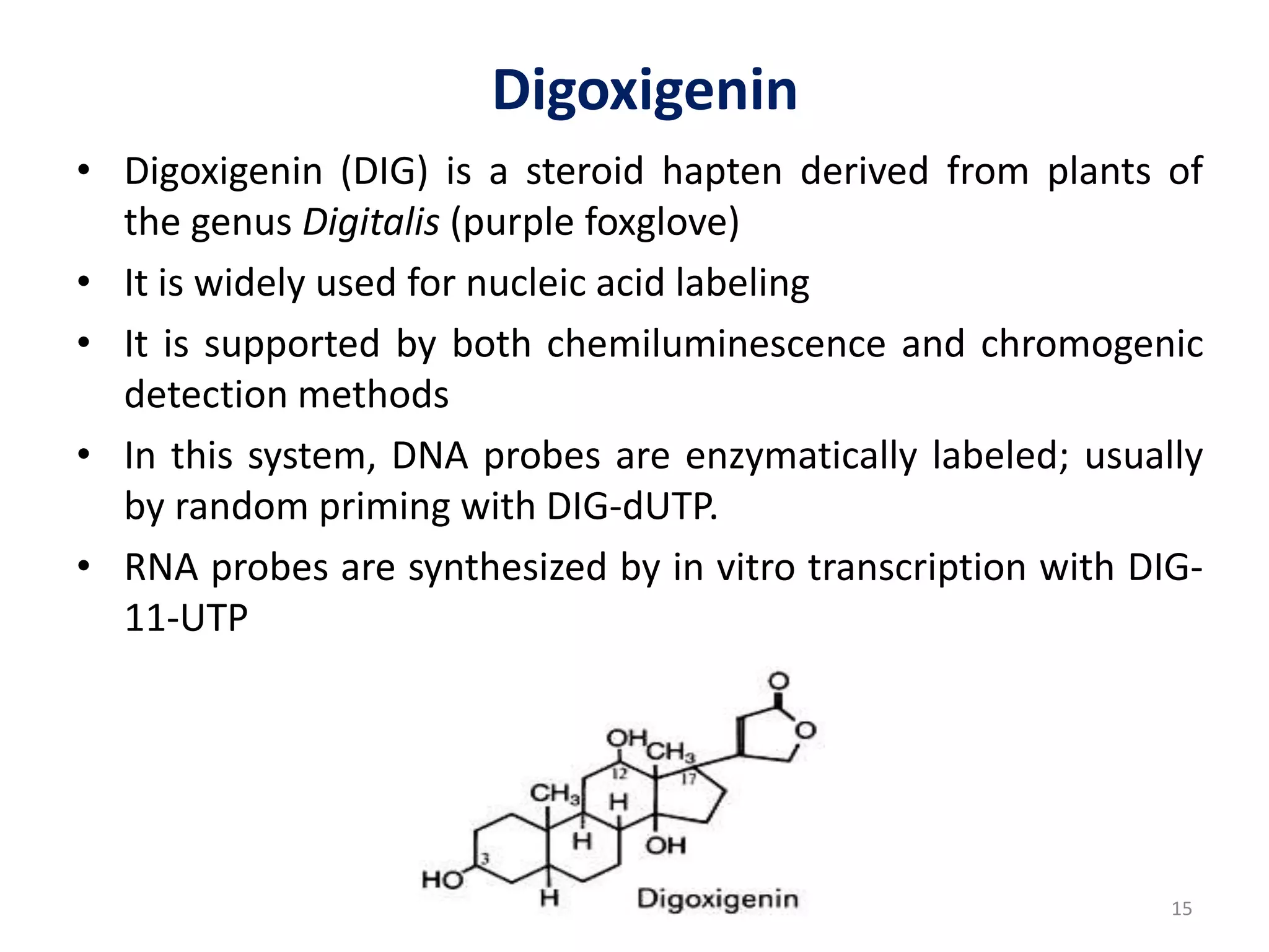 Lectut btn-202-ppt-l23. labeling techniques for nucleic acids | PPTX