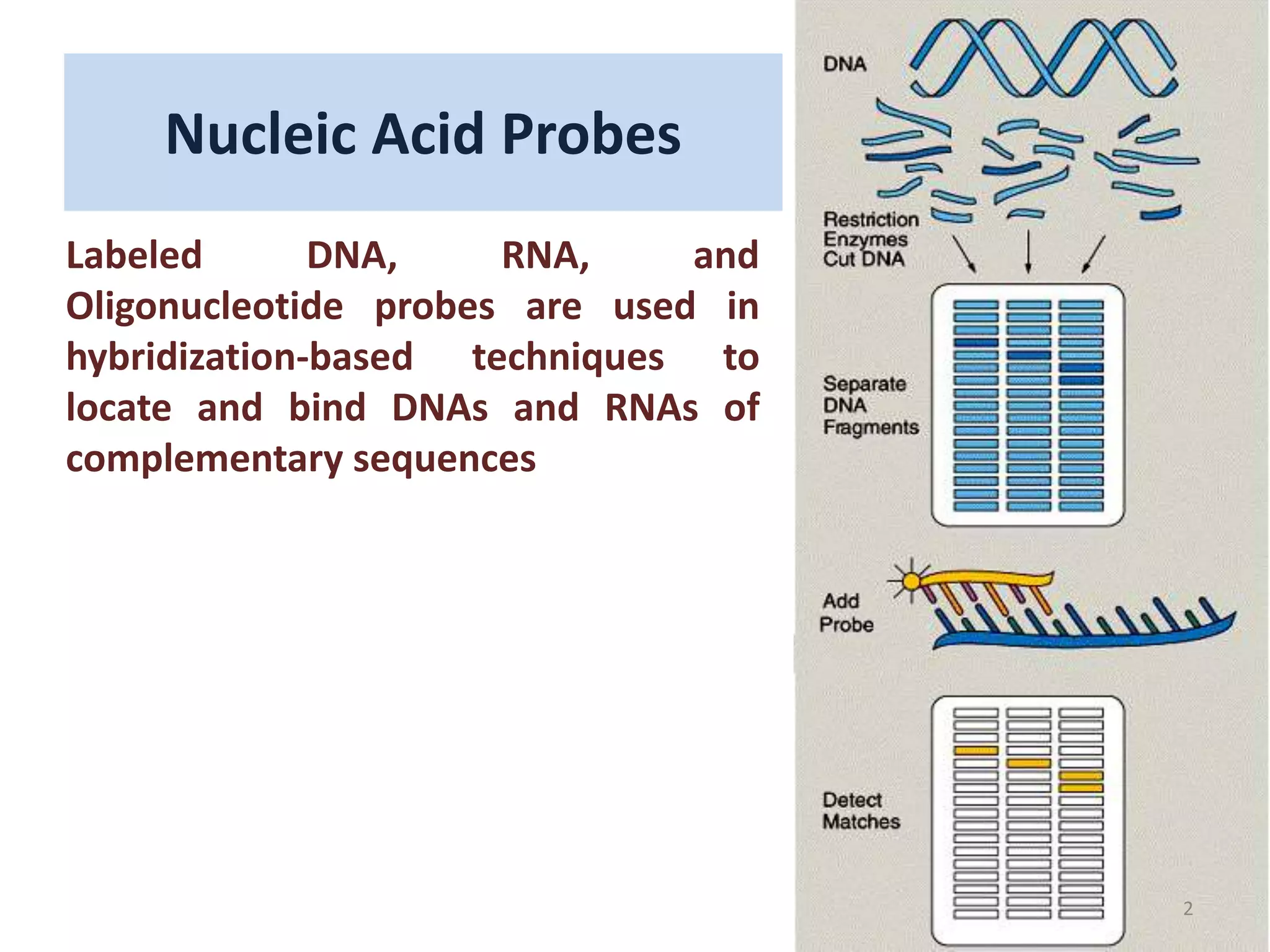 Lectut btn-202-ppt-l23. labeling techniques for nucleic acids | PPTX
